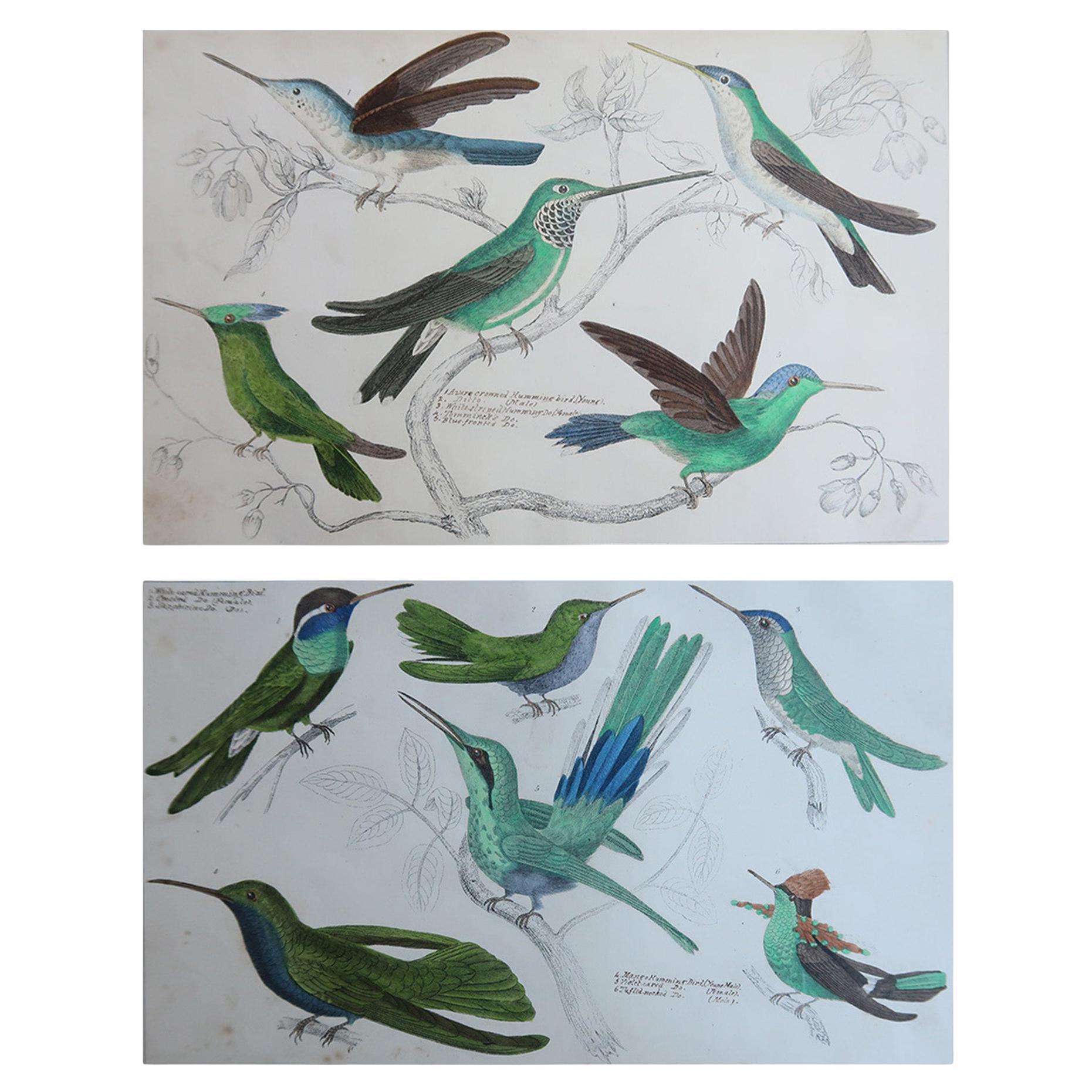 Original Antique Print of Hummingbirds, 1847, 'Unframed' For Sale at ...
