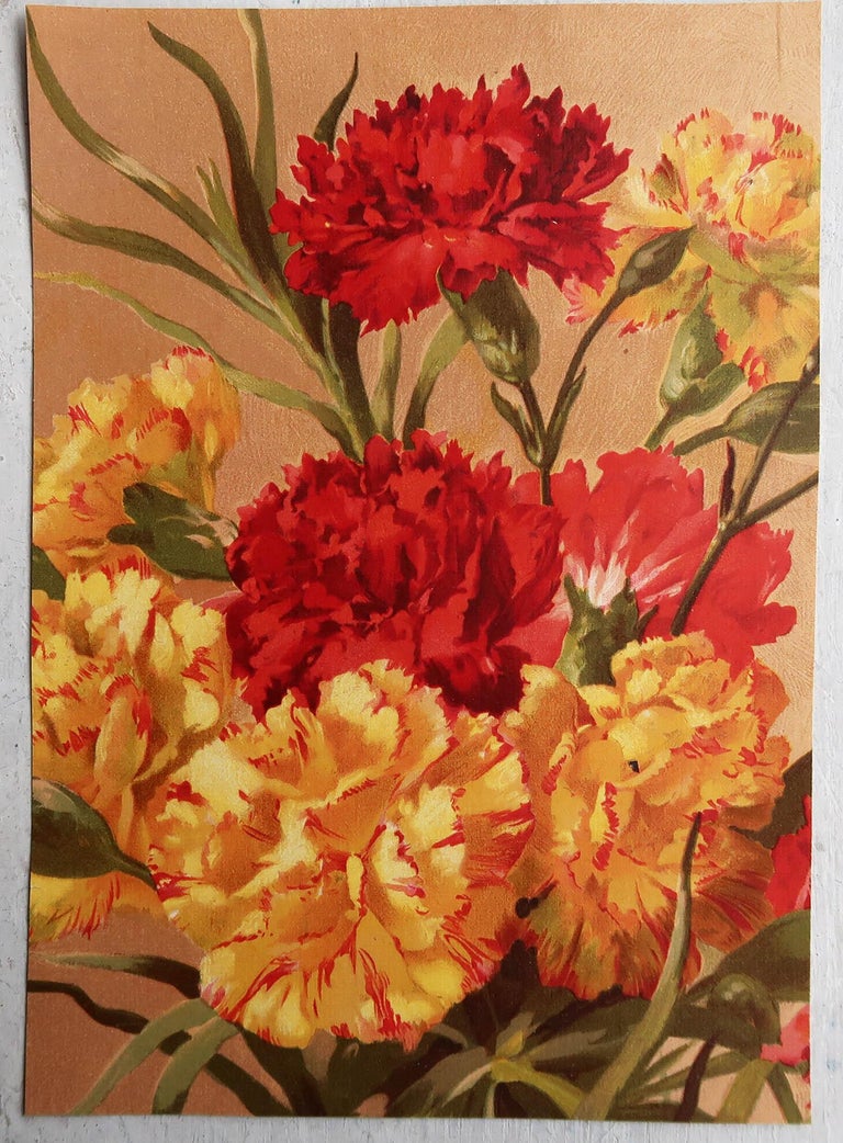 Original Antique Botanical Print, Carnations, Arnold, circa 1860 For ...