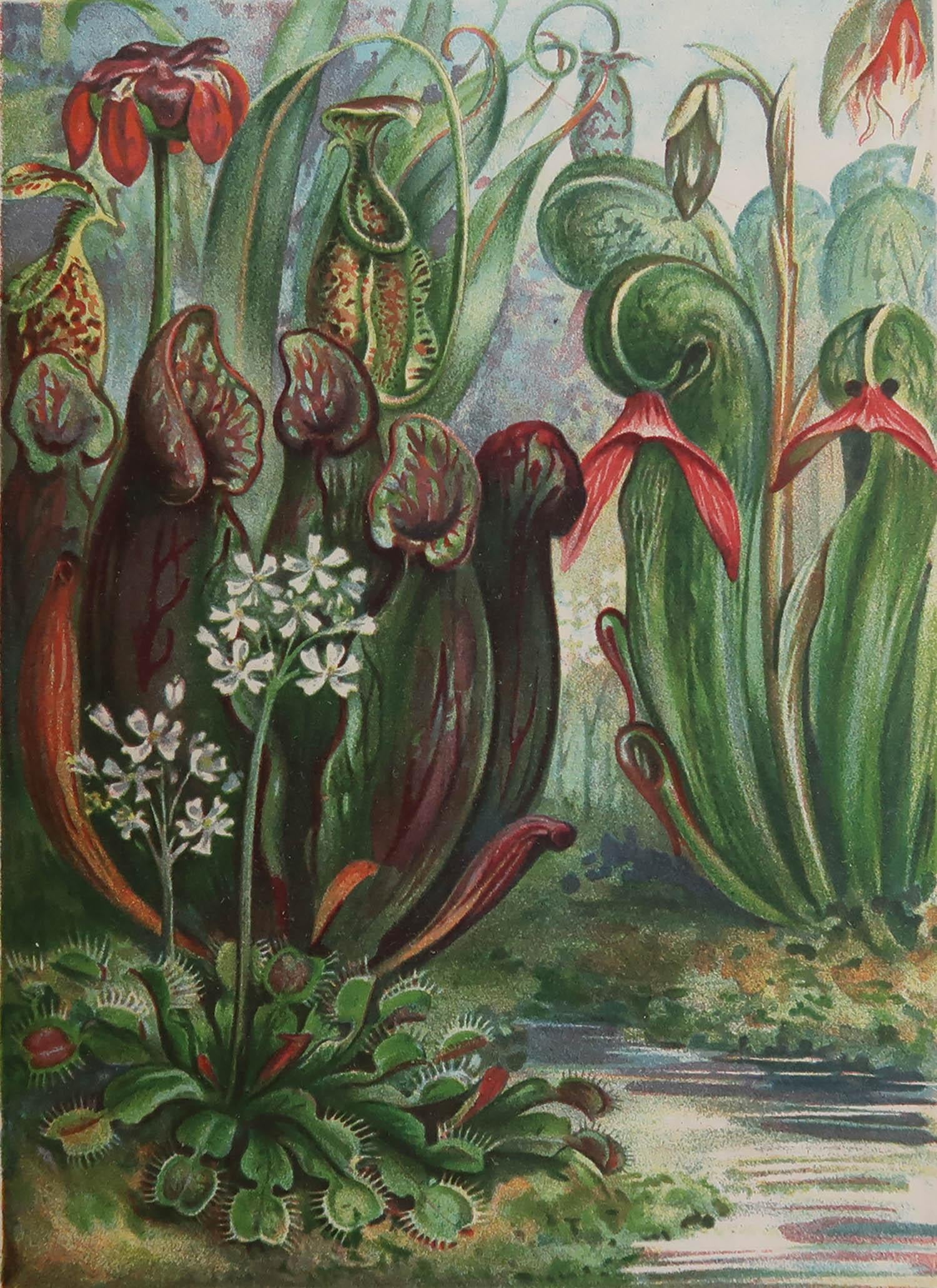 Original Antique Botanical Print, Insectivorous Plants, circa 1880 at ...