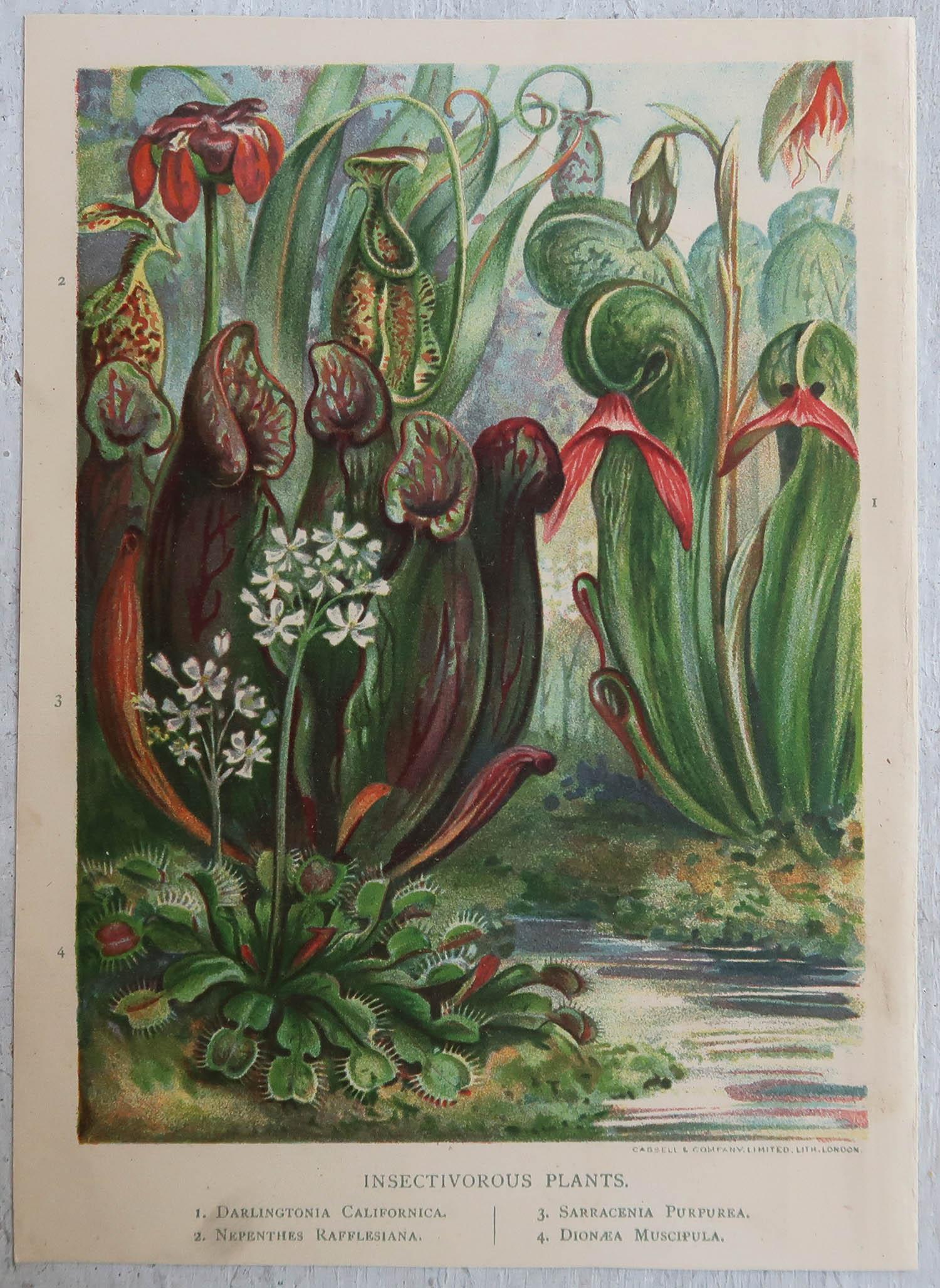 Original Antique Botanical Print, Insectivorous Plants, circa 1880 at ...