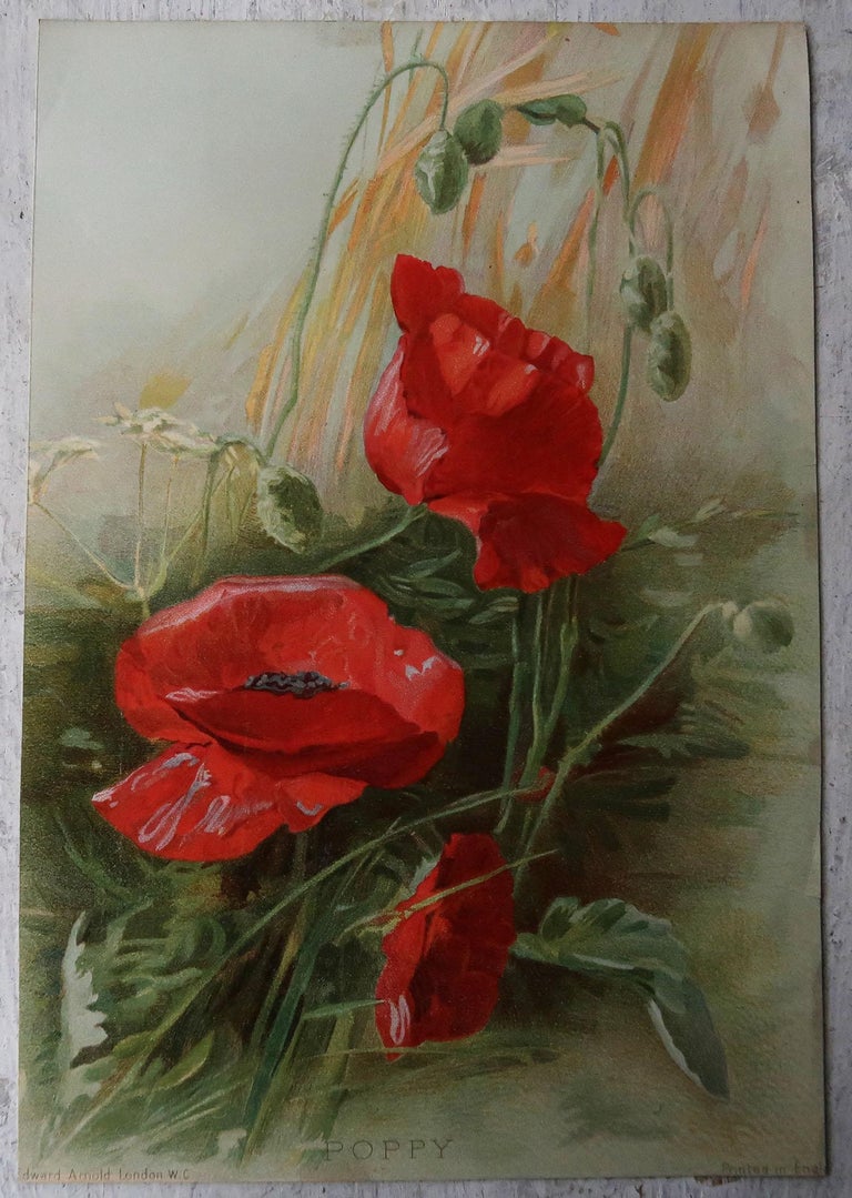 Original Antique Botanical Print- Poppies, Arnold. C.1860. For Sale at ...
