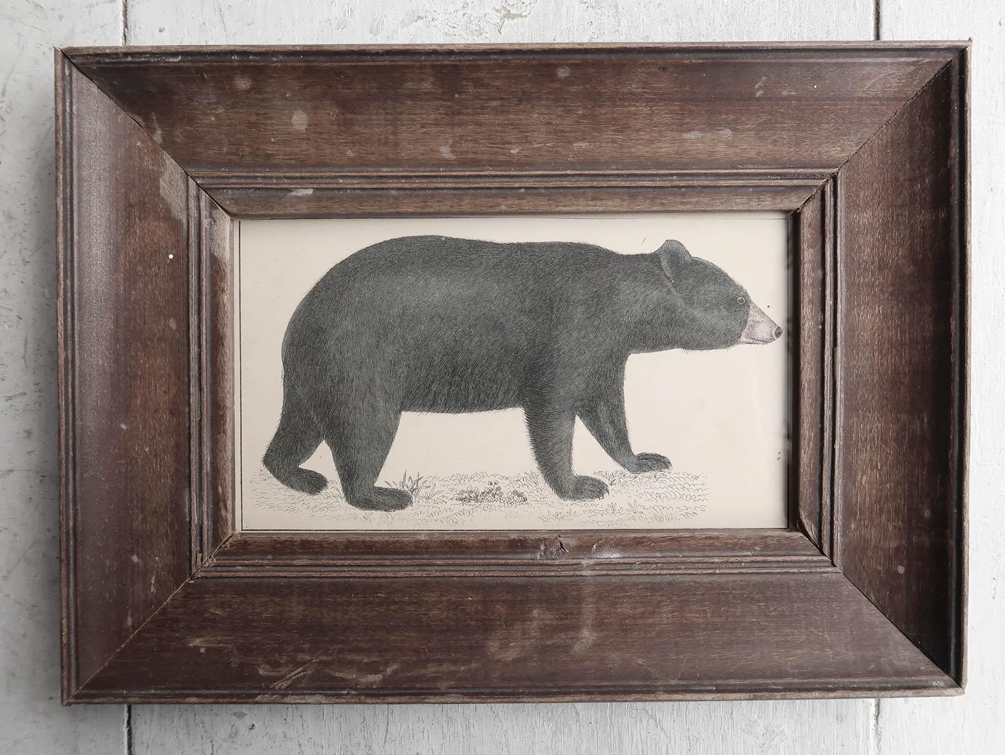 Original Antique Framed Print of a Black Bear, 1847 For Sale at 1stDibs