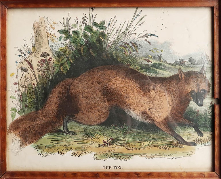 Original Antique Framed Print of A Fox, circa 1840 For Sale at 1stDibs