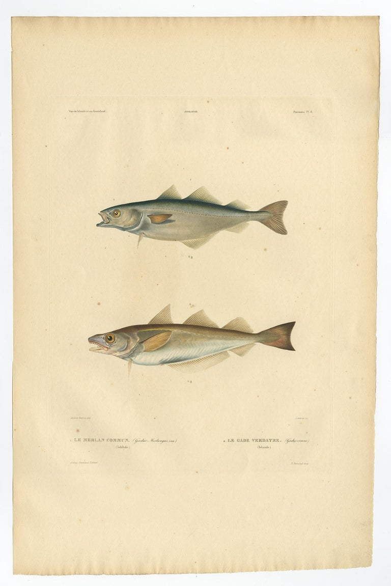 Original Antique Hand-coloured Fish Print of the Whiting, Merling and ...