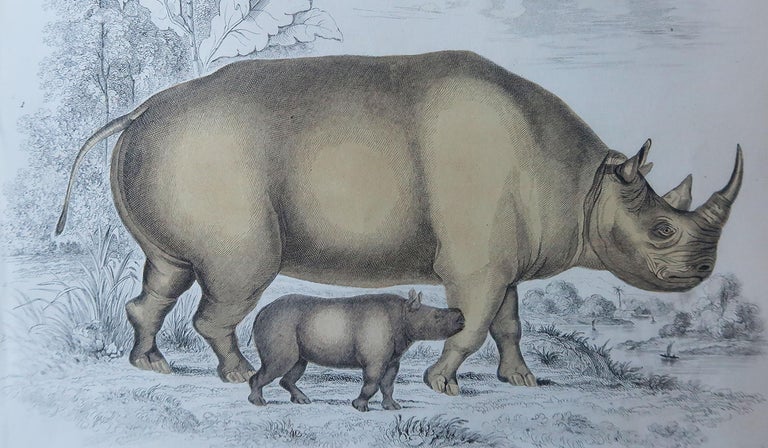 Original Antique Natural History Print, Rhinoceros, circa 1835 For Sale ...