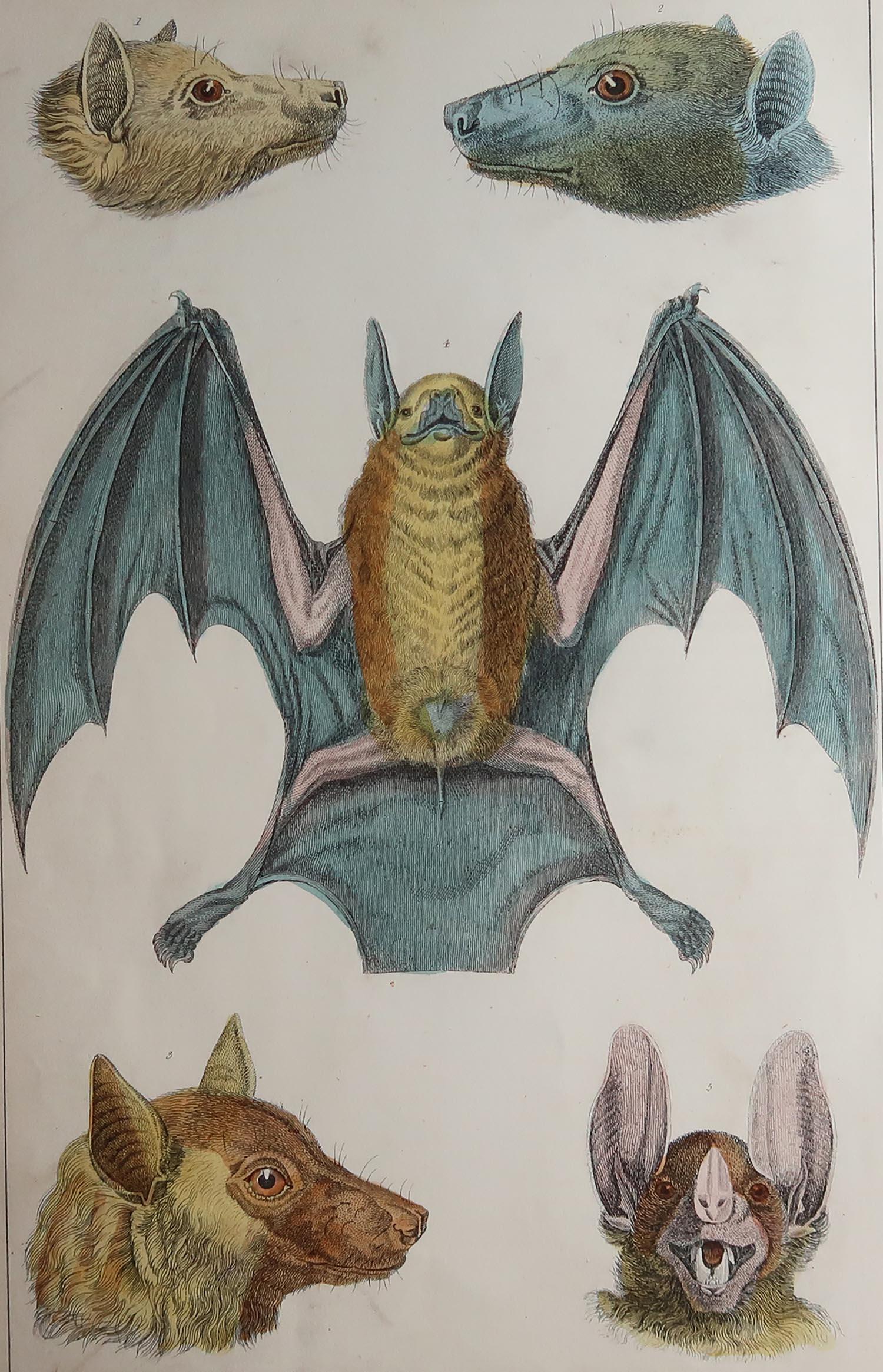 Original Antique Print of a Bat, 1847 'Unframed' at 1stDibs