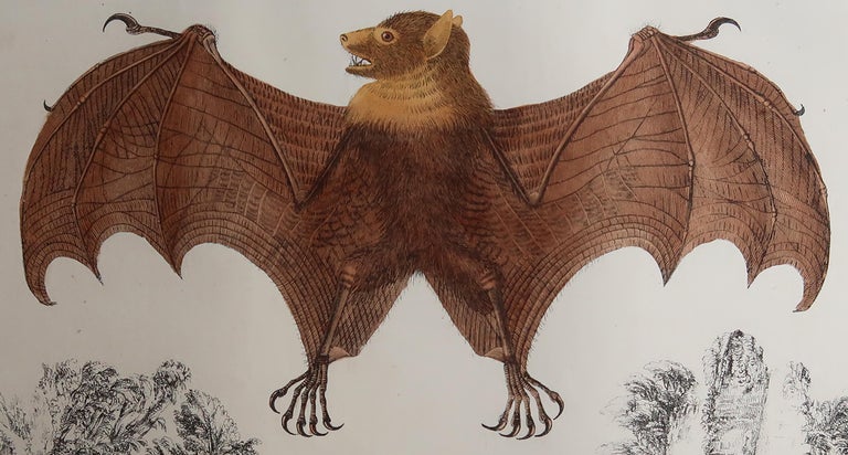 Original Antique Print of a Bat, 1847 'Unframed' at 1stDibs