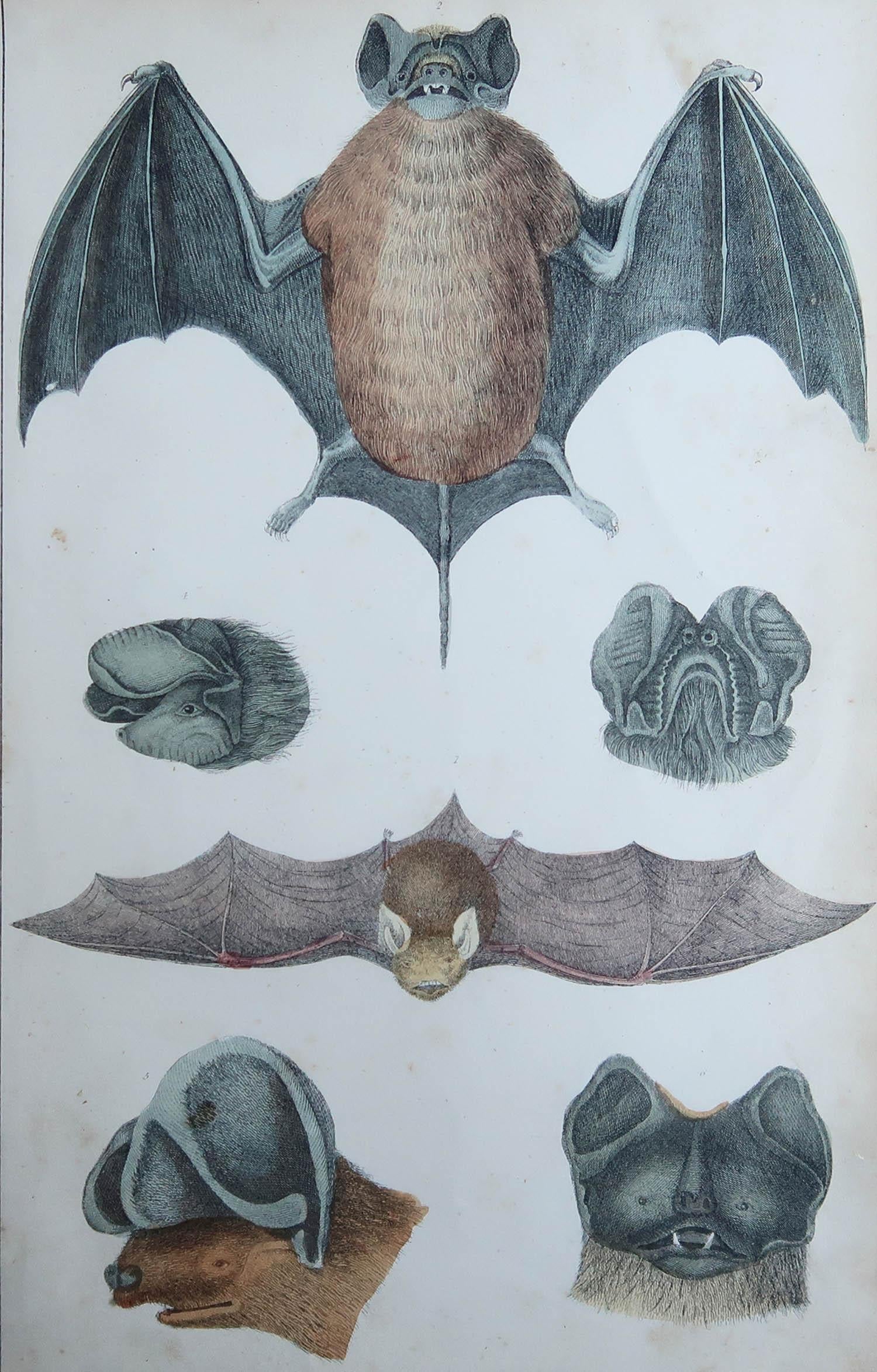 Original Antique Print of Bat, 1847 'Unframed' at 1stDibs