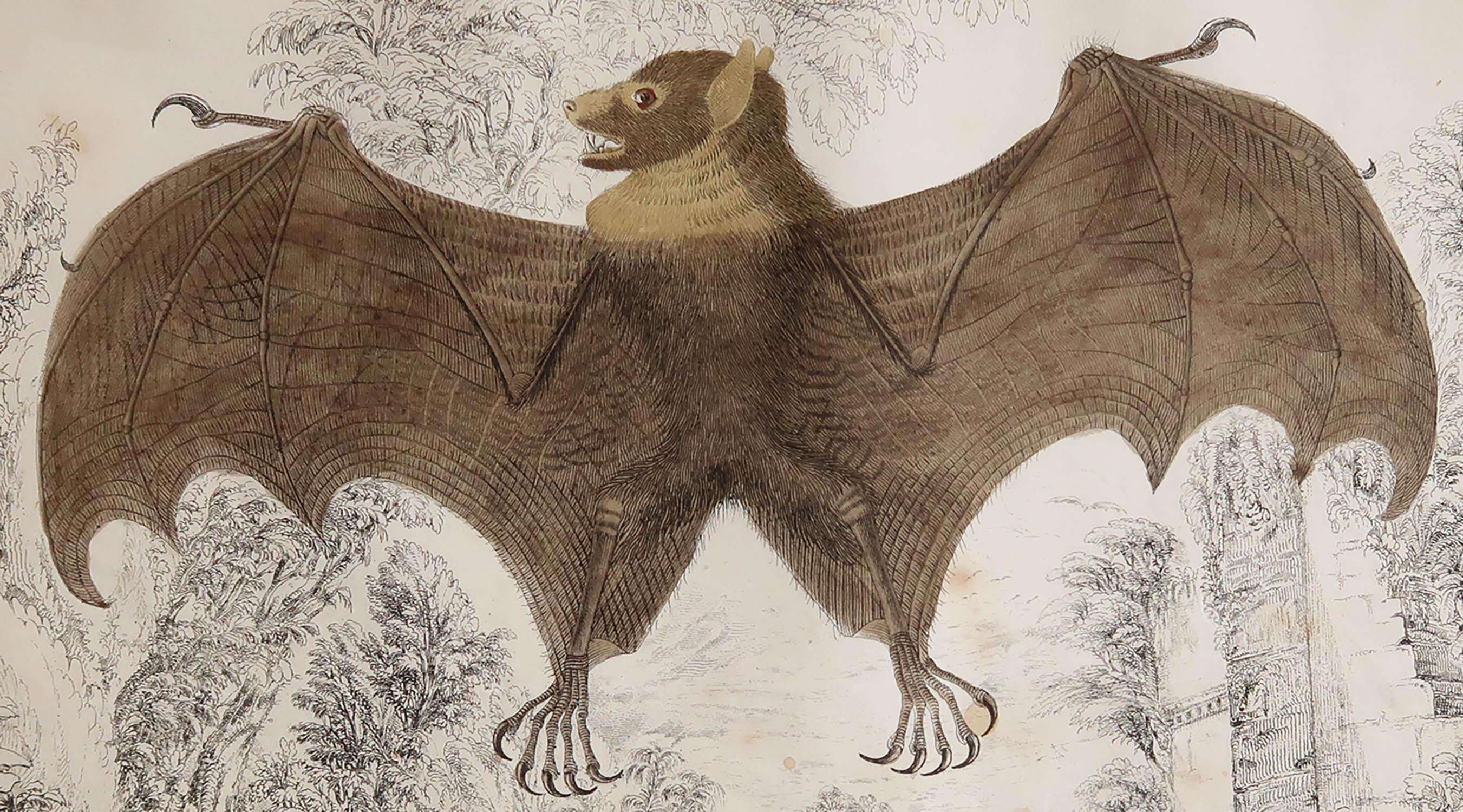 Original Antique Print of a Bat, 1847 'Unframed' at 1stDibs