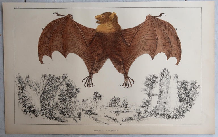 Original Antique Print of a Bat, 1847 'Unframed' at 1stDibs