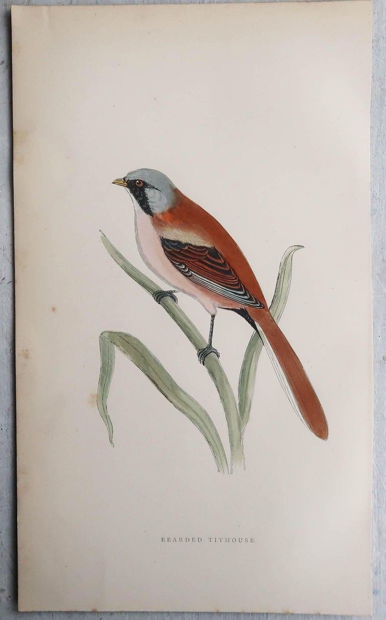 Original Antique Print of a Bearded Titmouse, C.1880, 'Unframed' For ...