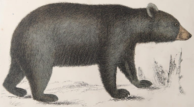 Original Antique Print of a Black Bear, 1847 'Unframed' For Sale at 1stDibs