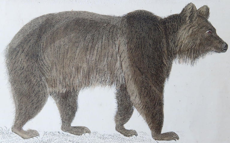 Original Antique Print of A Brown Bear, 1847 'Unframed' at 1stDibs