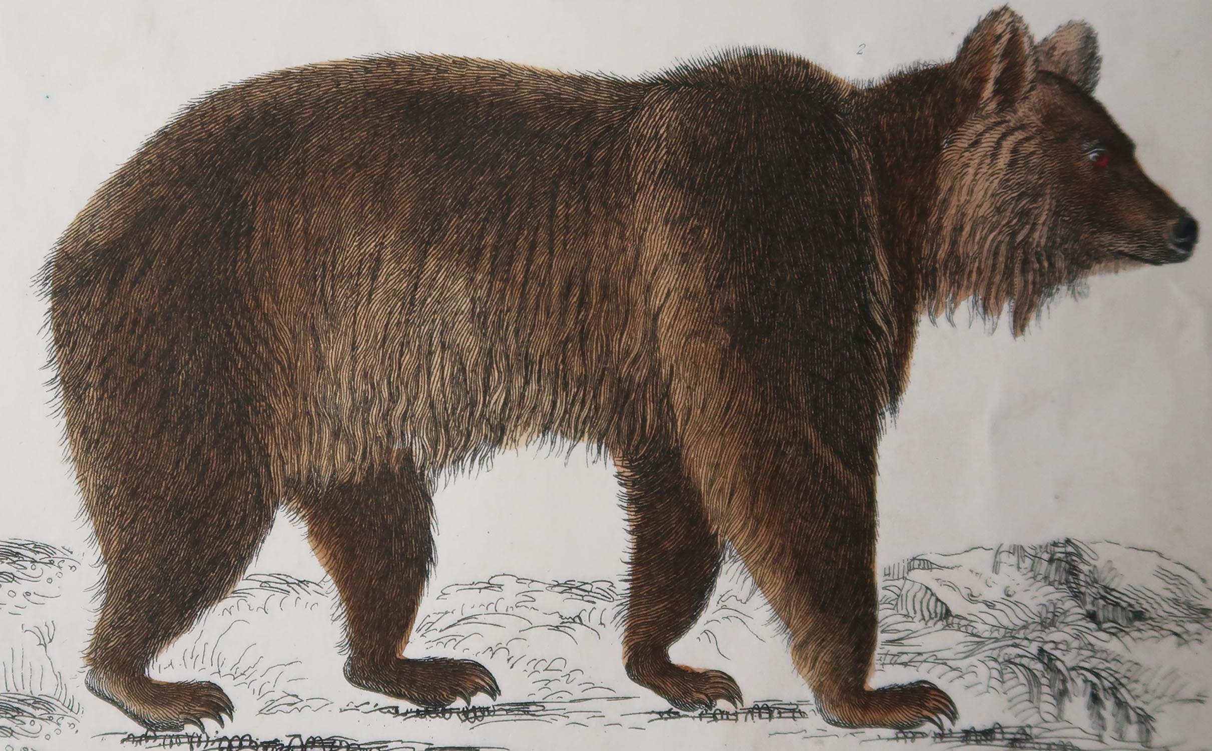 Original Antique Print of a Brown Bear, 1847 'Unframed' at 1stDibs