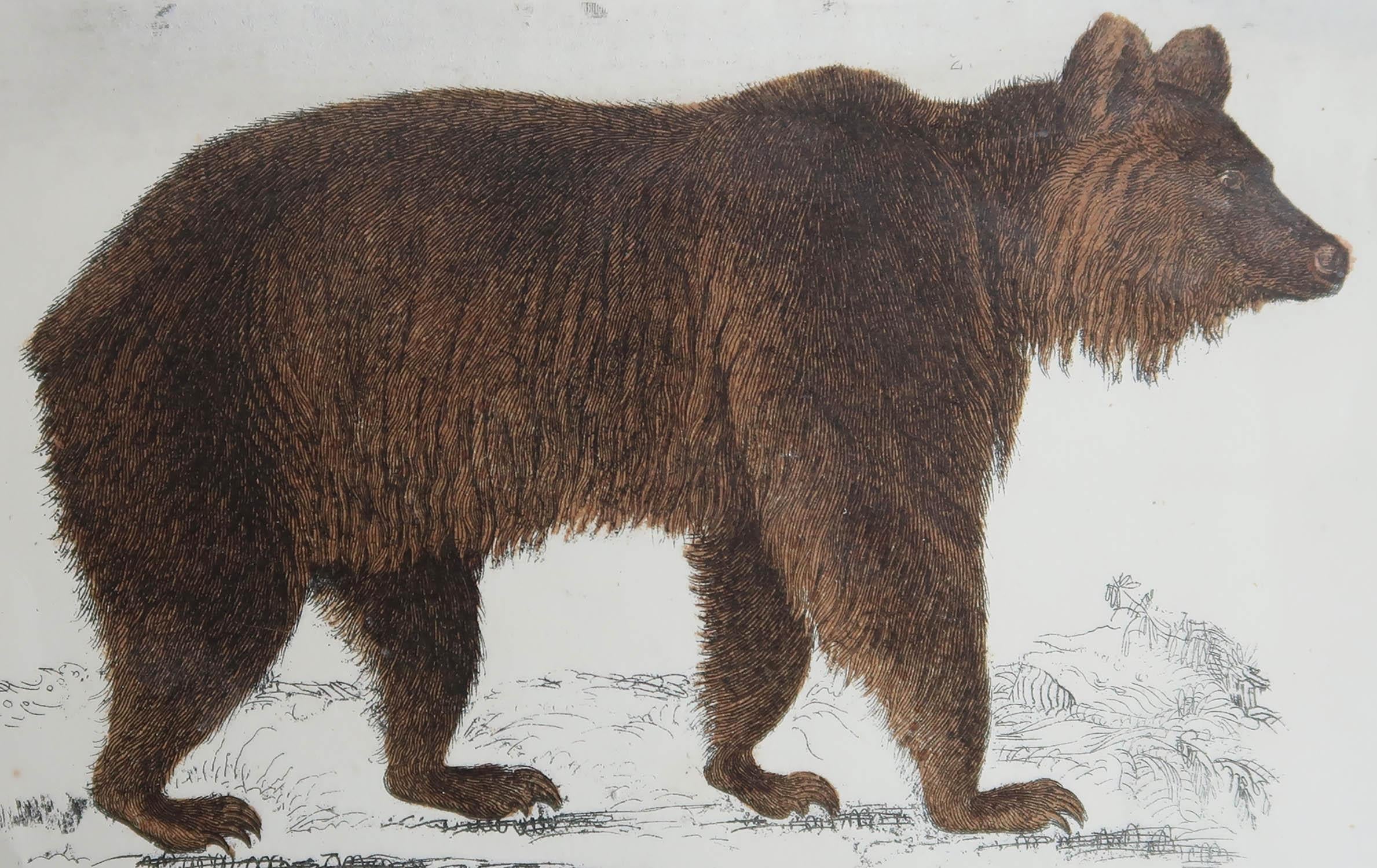 Original Antique Print of a Brown Bear, 1847 'Unframed' For Sale at 1stDibs