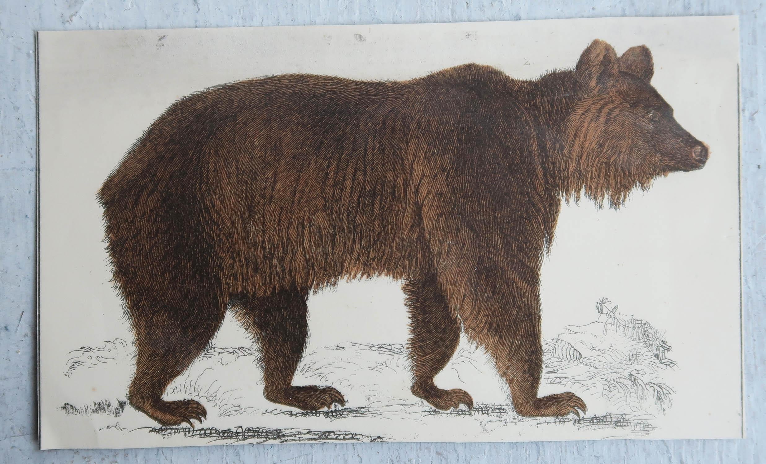 Original Antique Print of a Brown Bear, 1847 'Unframed' For Sale at 1stDibs
