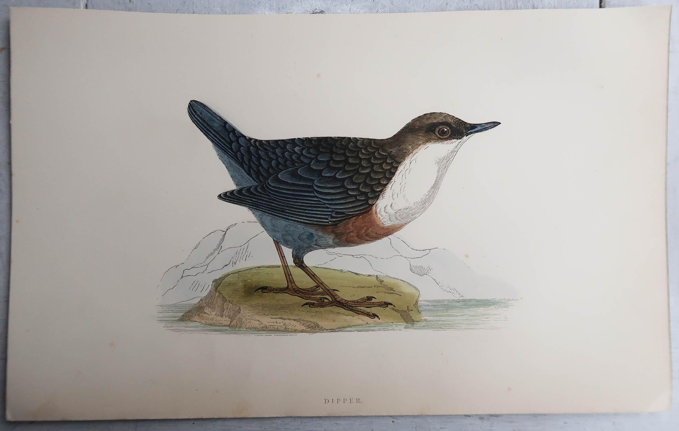 Original Antique Print of a Dipper, circa 1880, 'Unframed' For Sale at ...