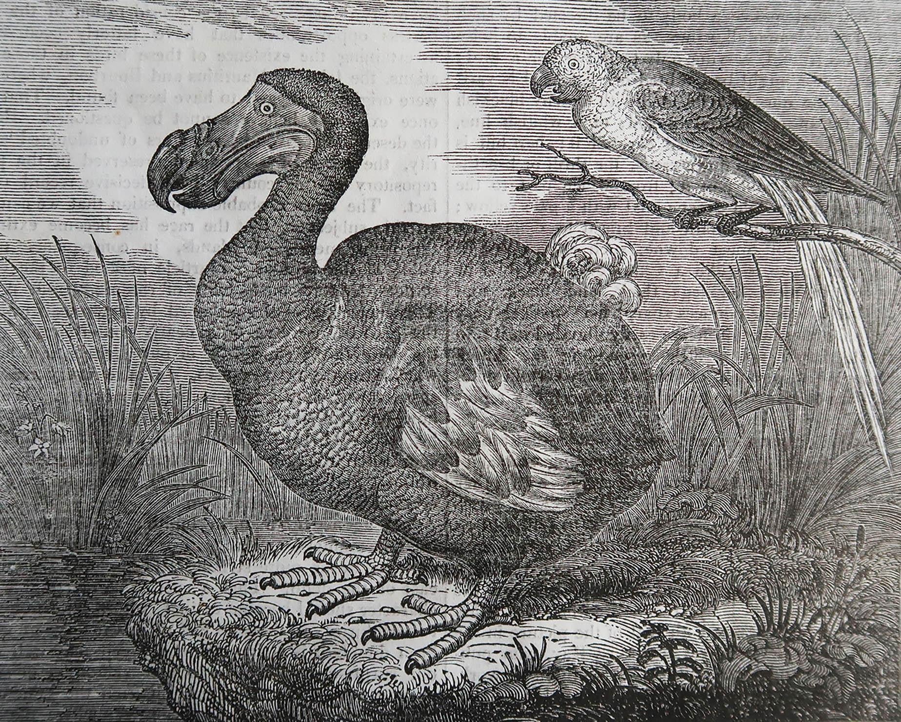 Original Antique Print of A Dodo, 1833 at 1stDibs