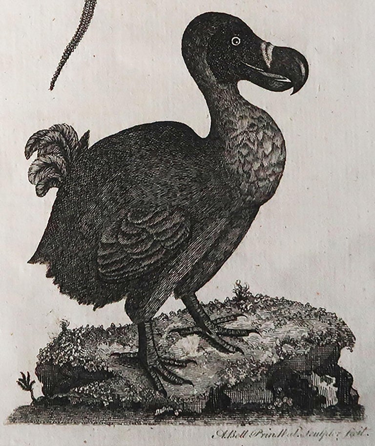 Original Antique Print of A Dodo, Circa 1790 at 1stDibs