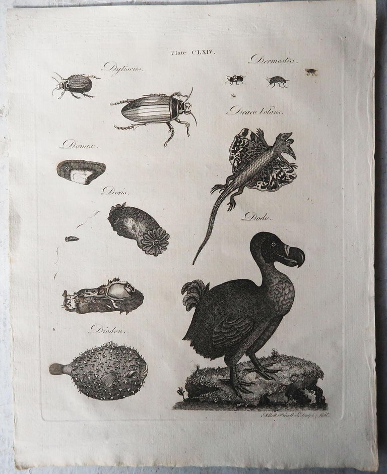 Original Antique Print of A Dodo, Circa 1790 at 1stDibs