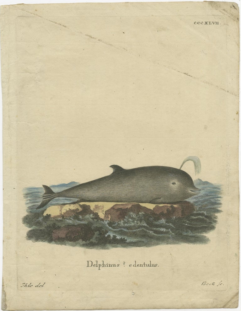 Original Antique Print of a Dolphin species For Sale at 1stDibs