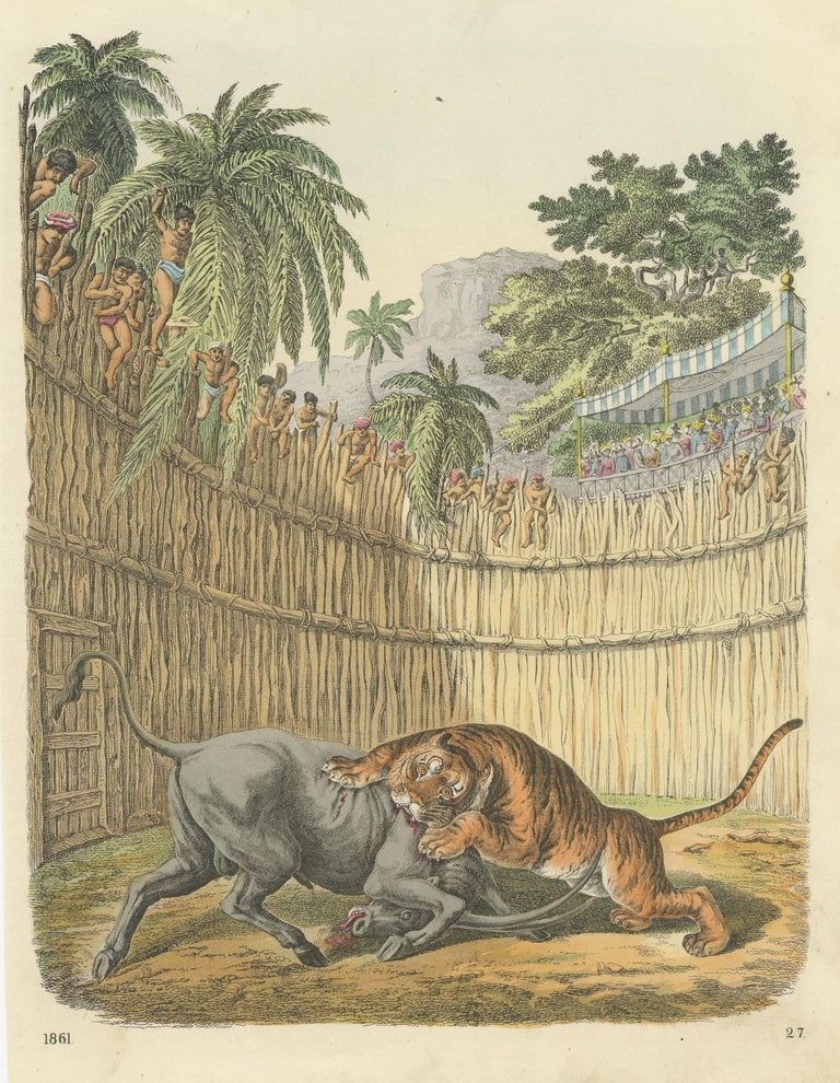 Original Antique Print of a Fight Between a Tiger and Antelope For Sale ...
