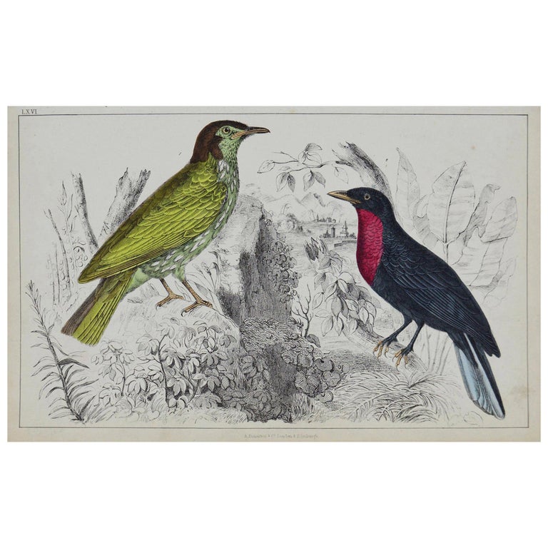Original Antique Print of a Fruit Crow, 1847 'Unframed' For Sale at 1stDibs