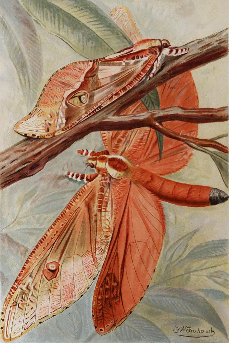 Original Antique Print of a Giant Swift Moth, C.1870 For Sale at 1stDibs