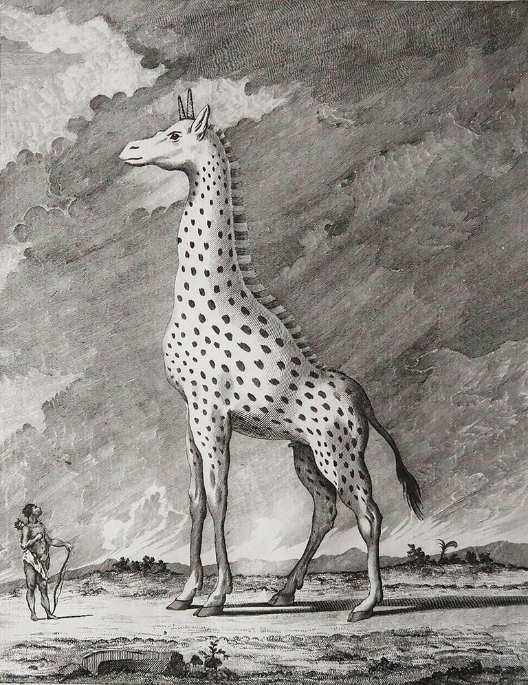 Original Antique Print of A Giraffe, Circa 1790 at 1stDibs