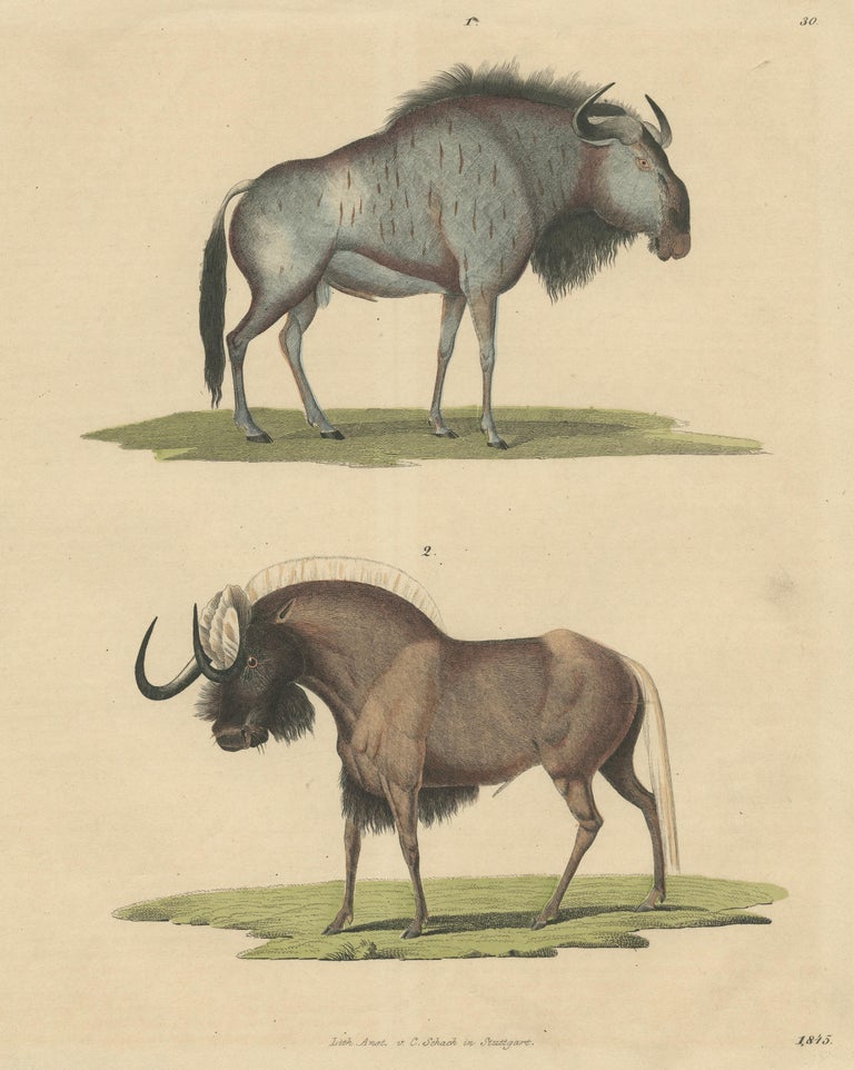 Original Antique Print of a Gnu or Wildebeest For Sale at 1stDibs