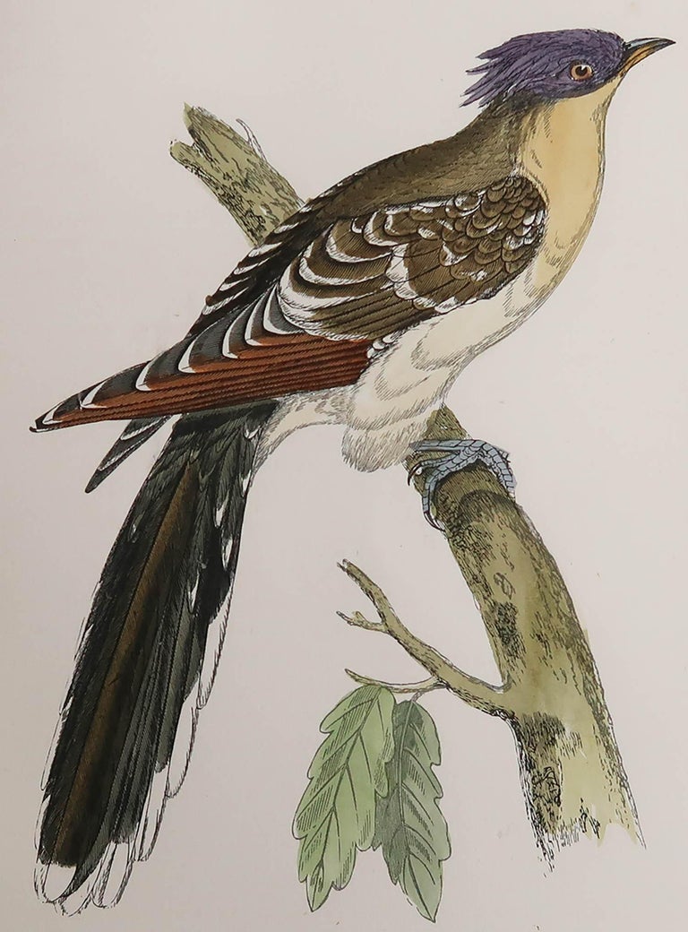 Original Antique Print of a Great Spotted Cuckoo, circa 1880, 'Unframed ...