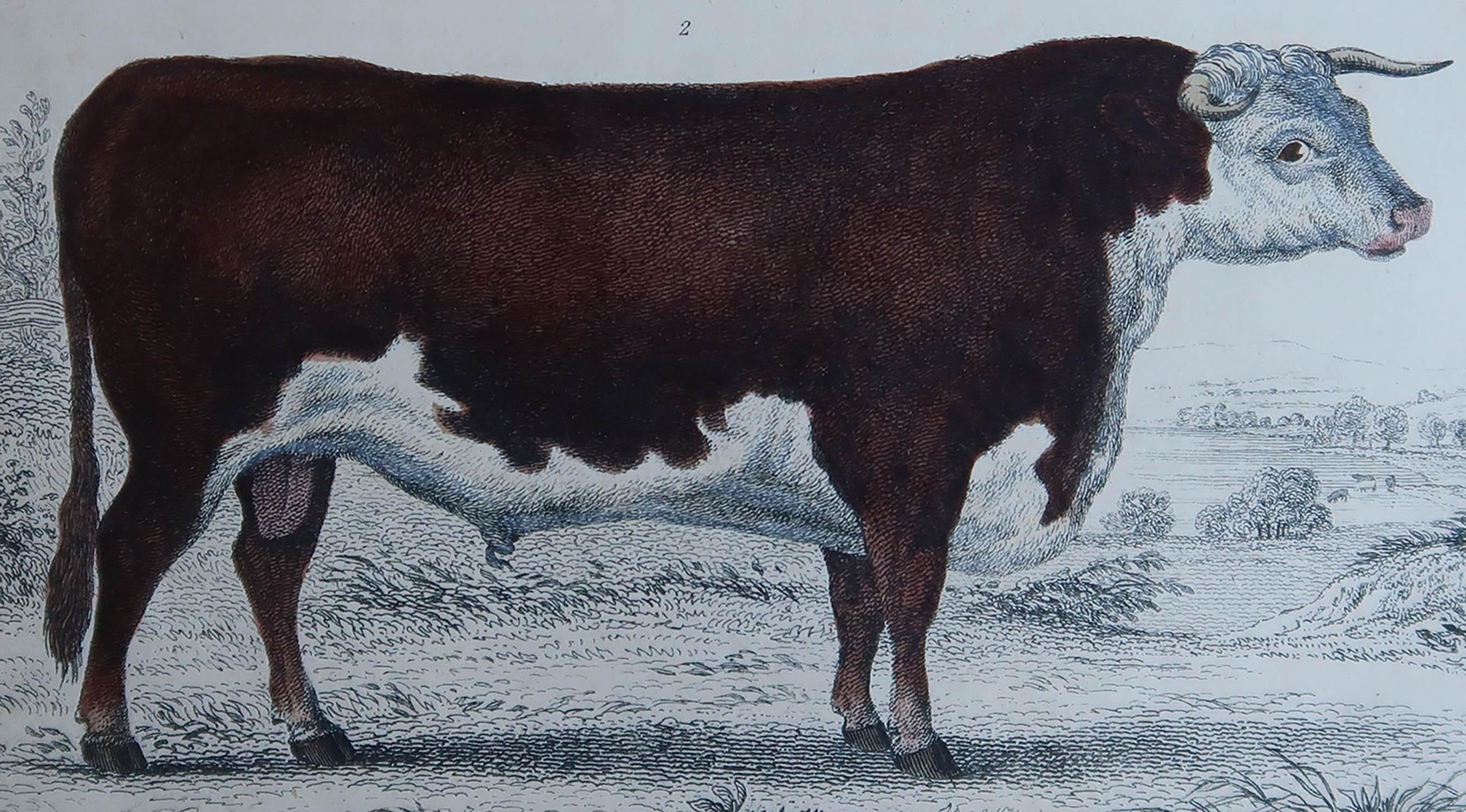 Original Antique Print of a Hereford Bull, 1847 'Unframed' at 1stDibs
