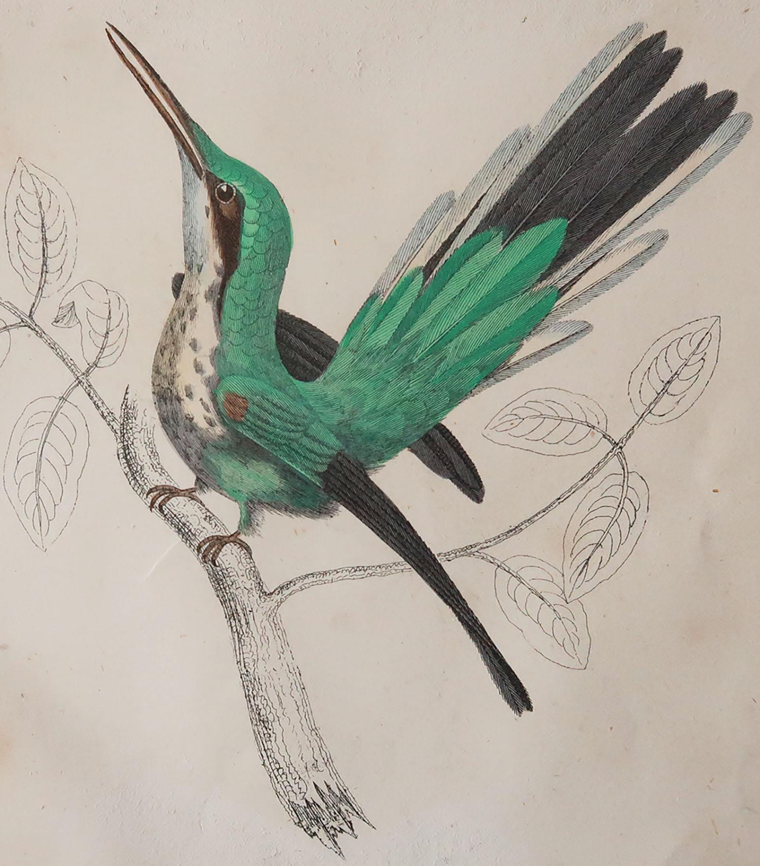 Original Antique Print of a Hummingbird, 1847 'Unframed' at 1stDibs