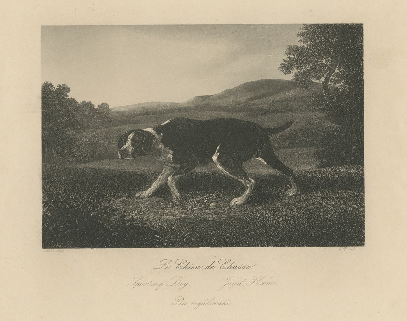 Original Antique Print of a Hunting Dog For Sale at 1stDibs