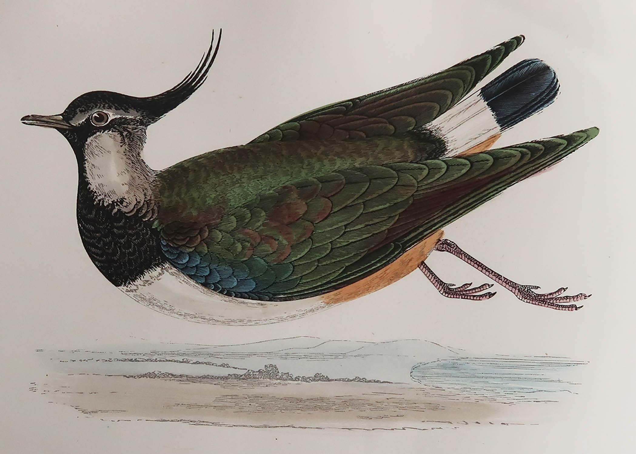 Original Antique Print of a Lapwing, C.1880, 'Unframed' at 1stDibs