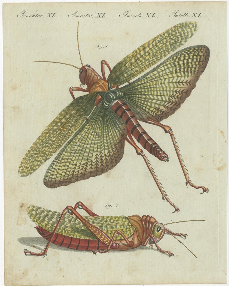 Original Antique Print of a Large Grasshopper For Sale at 1stDibs