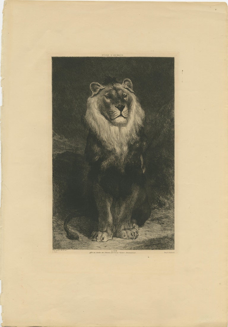 Original Antique Print of a Lion For Sale at 1stDibs