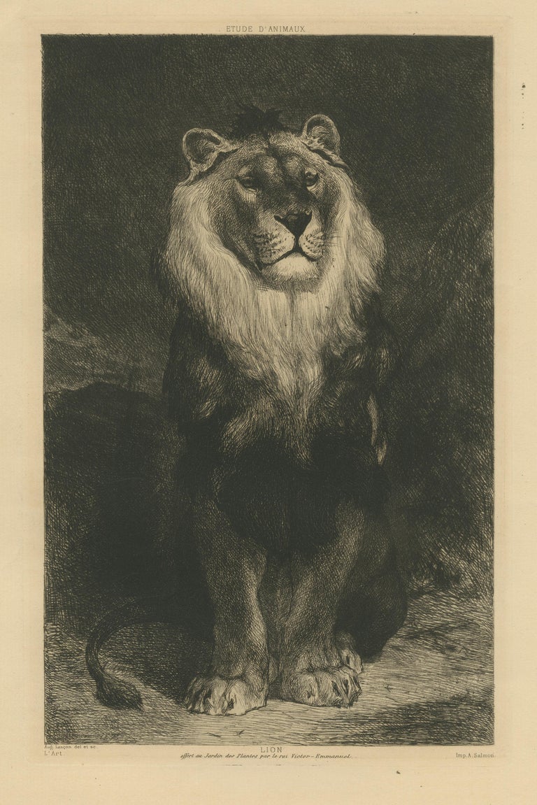 Original Antique Print of a Lion For Sale at 1stDibs