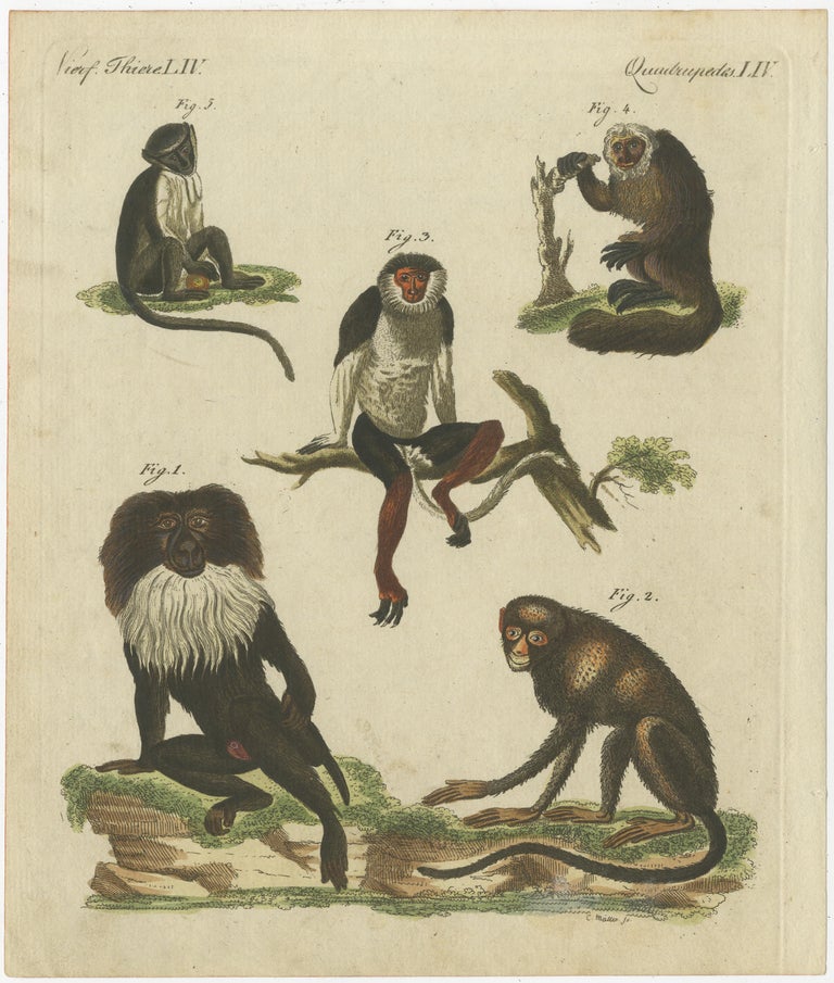Original Antique Print of a Macaque and other Monkeys For Sale at 1stDibs