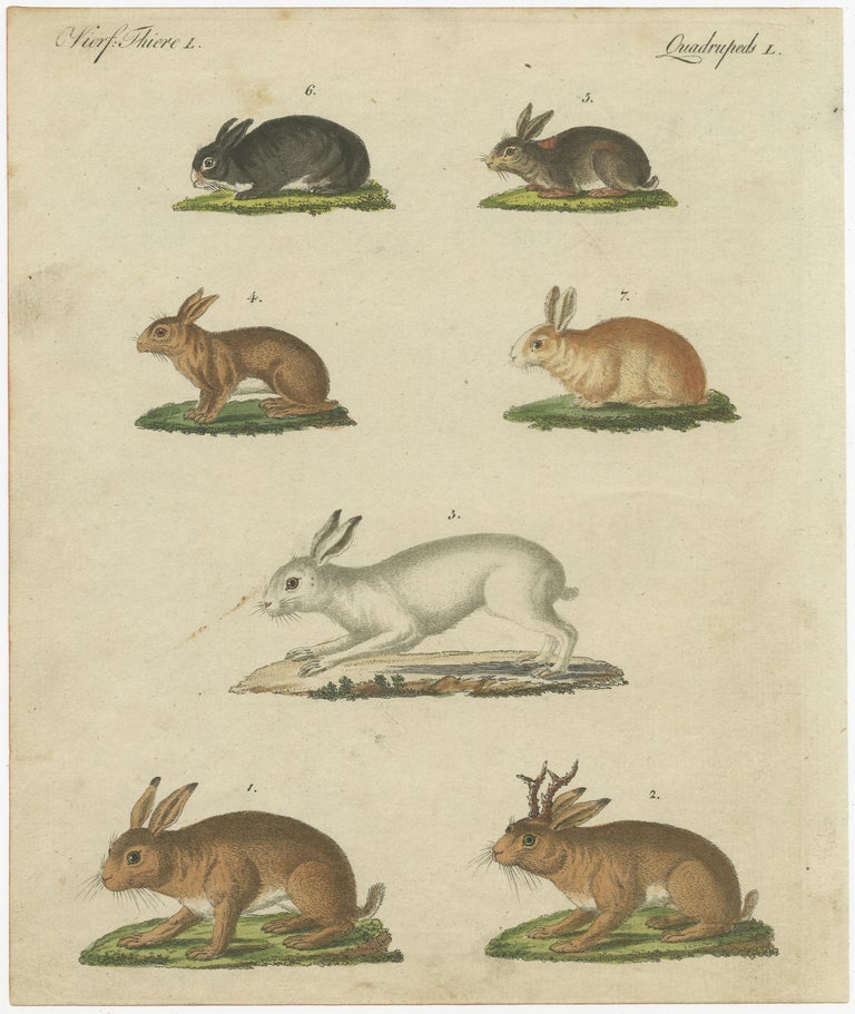 Original Antique Print of a Mountain Hare, Rabit and Others For Sale at ...