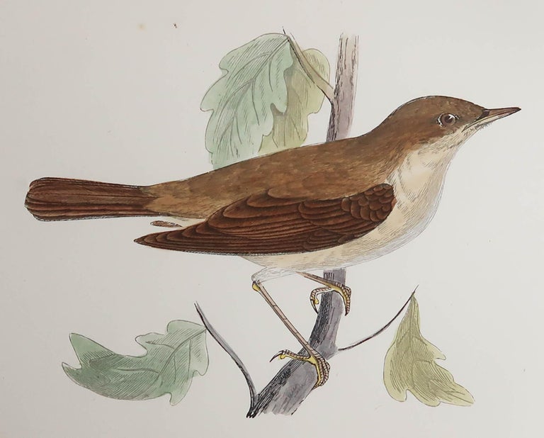 Original Antique Print of A Nightingale, C.1880. 'Unframed' For Sale at ...