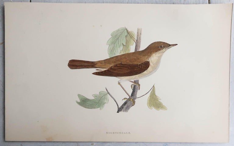 Original Antique Print of A Nightingale, C.1880. 'Unframed' For Sale at ...