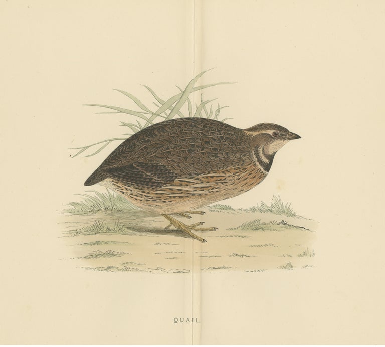 Original Antique Print of a Quail 'with Centre Fold' For Sale at 1stDibs