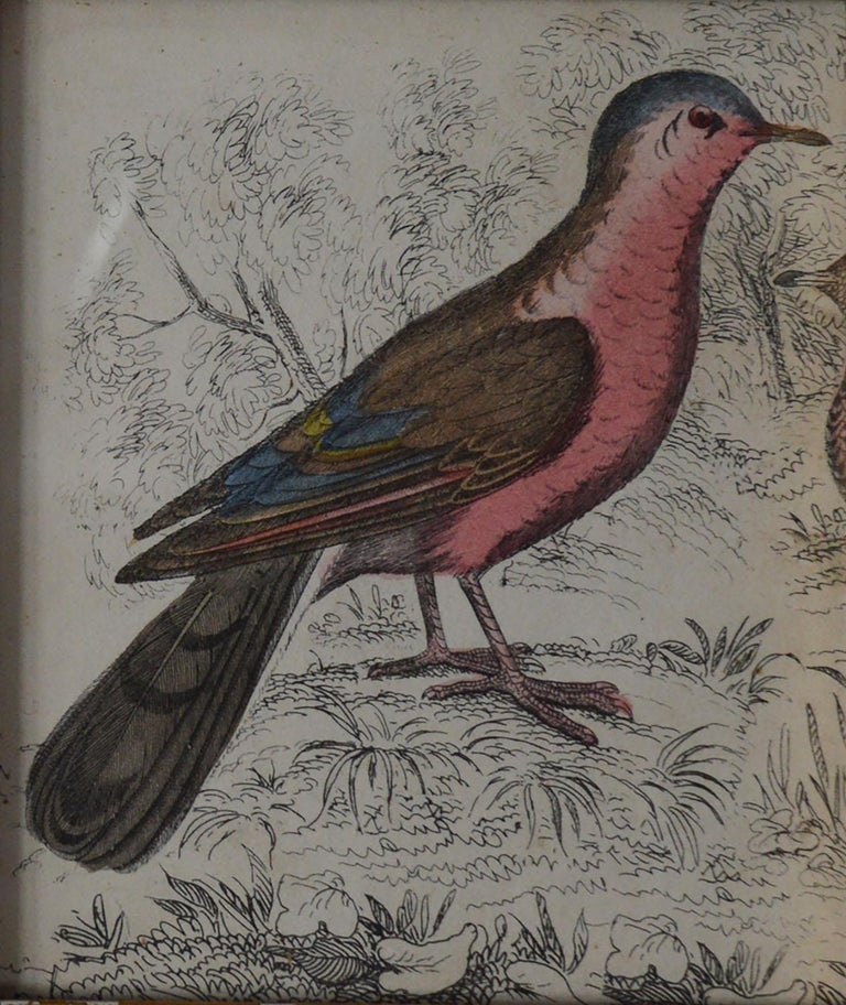 Original Antique Print of a Red Bird, 1847 For Sale at 1stDibs