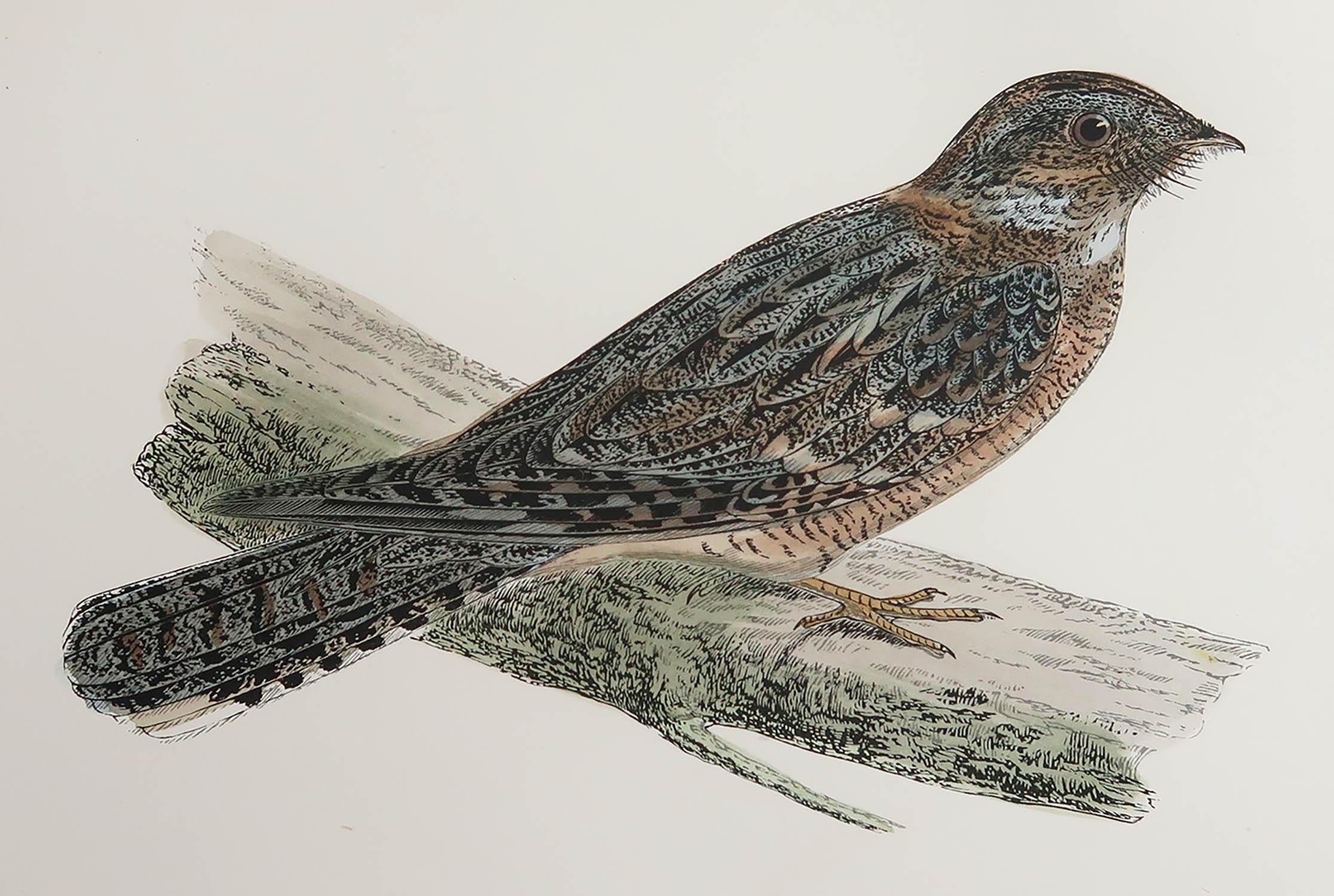 Original Antique Print of a Red-necked Nightjar, circa 1880, 'Unframed ...