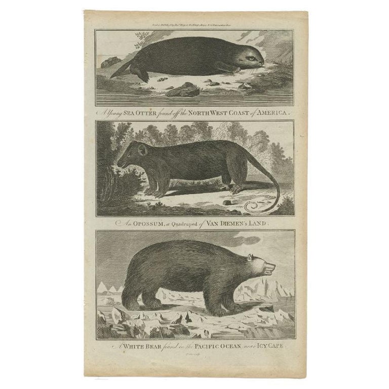 Original Antique Print of a Sea Otter, a Quadruped and a White Bear, C ...