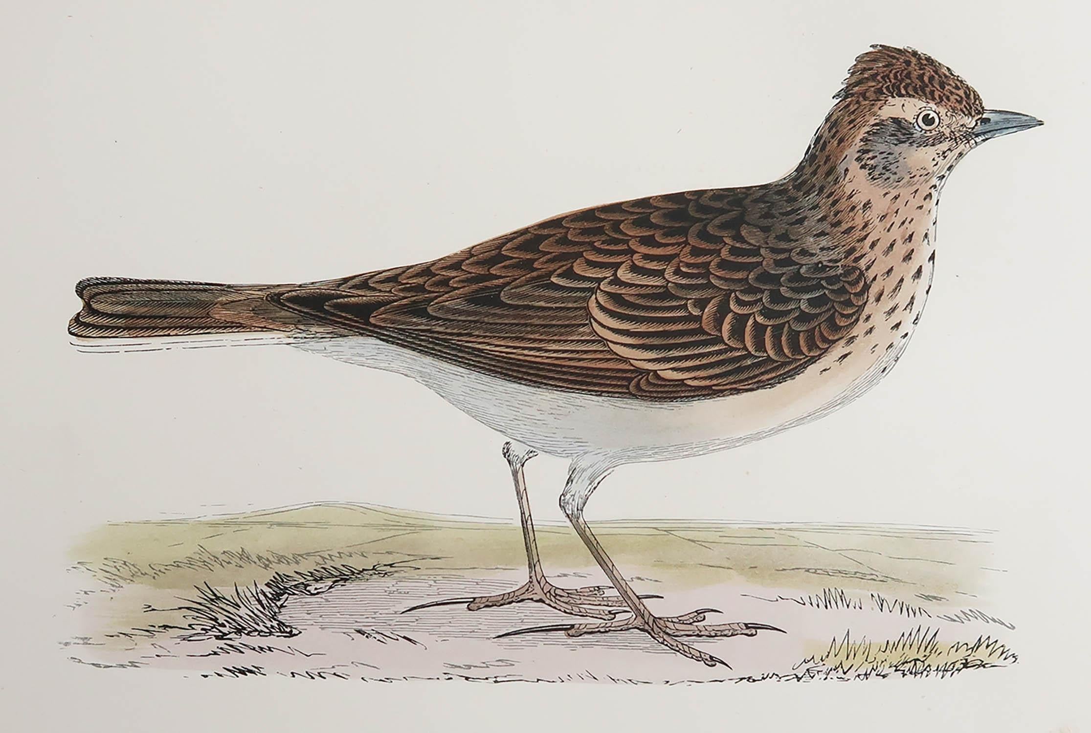 Original Antique Print of a Sky Lark, circa 1880, 'Unframed' For Sale ...