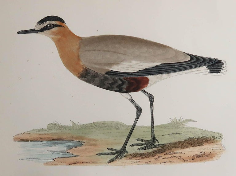 Original Antique Print of a Sociable Plover, C.1880, 'Unframed' For ...