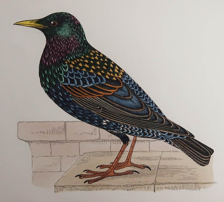 Original Antique Print of a Starling, circa 1880, 'Unframed' at 1stDibs