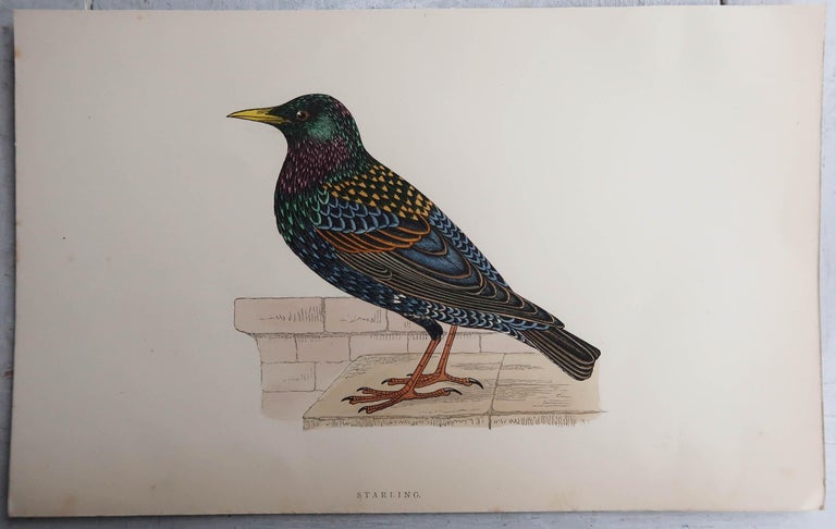 Original Antique Print of a Starling, circa 1880, 'Unframed' at 1stDibs